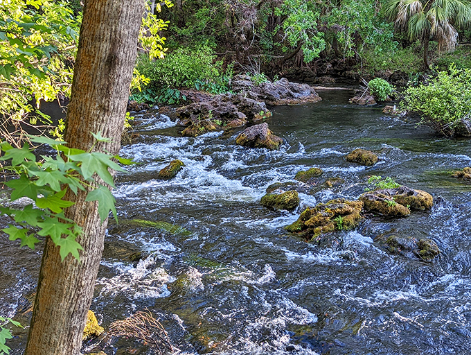 The Hillsborough River's rapids offer Florida's rare vertical moment &ndash; like finding a roller coaster in a pancake factory.