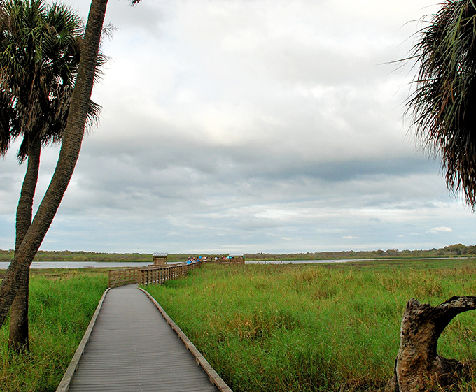 The boardwalk stretches into Florida's wild heart like nature's red carpet, inviting you to discover Myakka's untamed beauty without getting your shoes muddy.