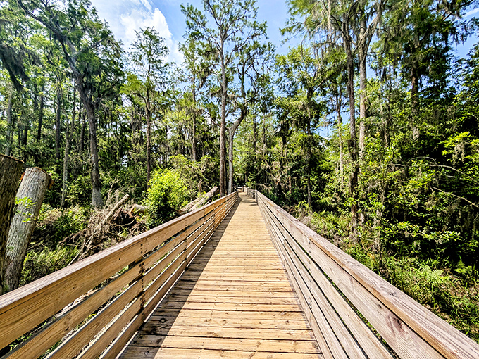 Nature's boardwalk beckons through a cathedral of Spanish moss and cypress trees. This wooden path at Lake Louisa feels like stepping into Florida's wild heart.