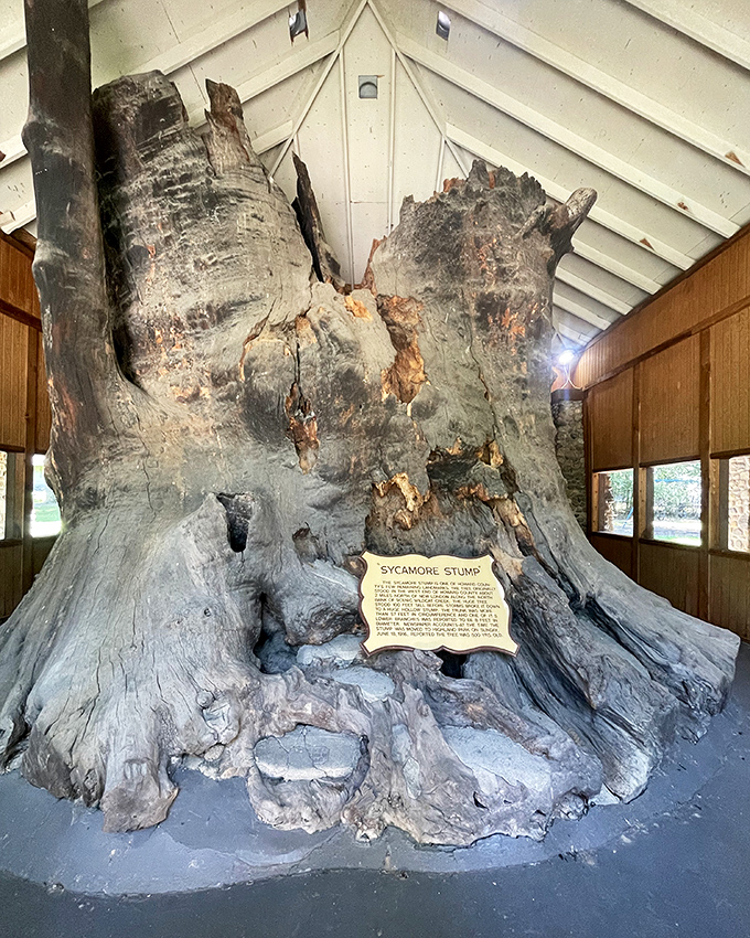 The mighty Sycamore Stump stands like a wooden colossus, its 800-year-old rings telling stories that predate Columbus, Shakespeare, and even decent coffee.