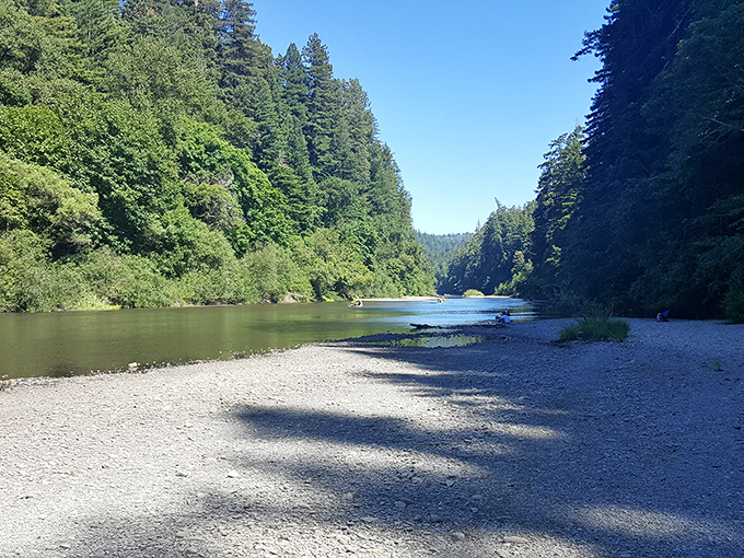 The Eel River carves its way through towering redwoods, creating a peaceful sanctuary where time seems to slow to the pace of the gentle current.