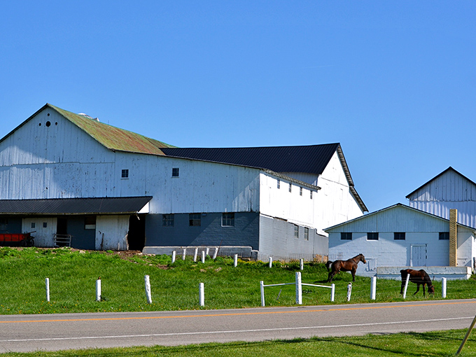 White barns against green fields create the kind of pastoral scene that makes city folks reconsider their life choices.