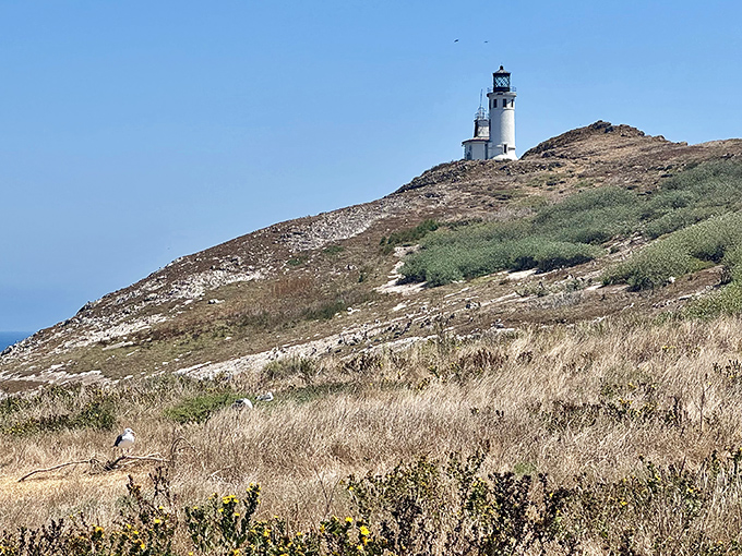 The Anacapa Island Lighthouse stands like a beacon of hope against California's endless blue canvas.