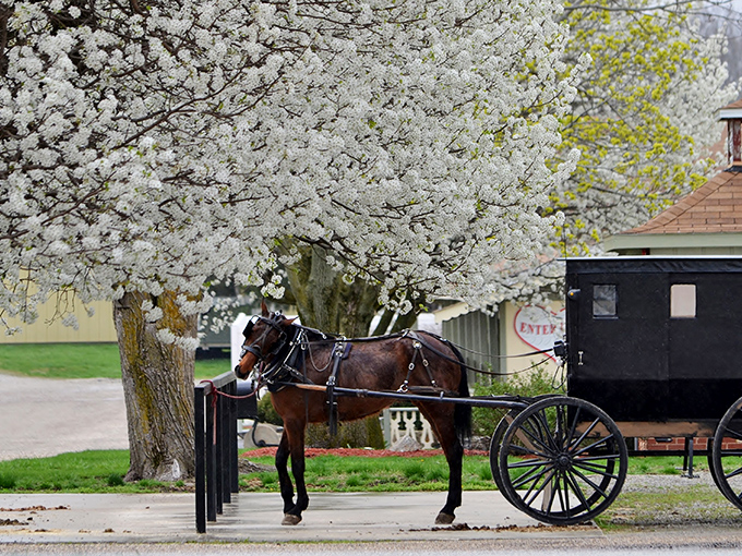Downtown Arcola proudly displays its "America's Broom Town" golden emblem, a quirky claim to fame that sweeps visitors off their feet. 