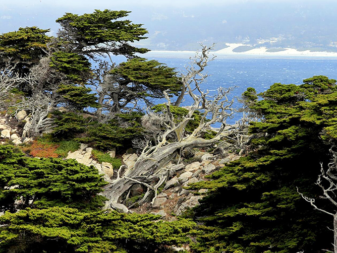 Nature's own sculpture garden where twisted cypress trees frame the Pacific's endless blue canvas, creating a scene straight from a fantasy novel.