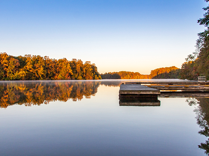 Morning magic at Lums Pond, where the water mirrors autumn's golden performance. Nature's own IMAX experience, no ticket required.