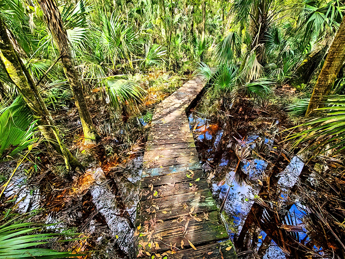 Wooden boardwalks wind through lush wetlands, creating a "Yellow Brick Road" experience minus the flying monkeys and with significantly more alligator potential.