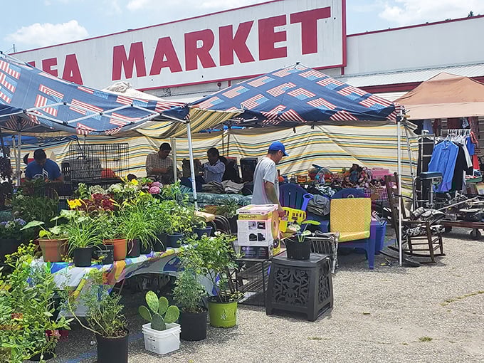 The treasure hunt begins! Fayetteville's sprawling covered marketplace buzzes with weekend warriors searching for that perfect find.