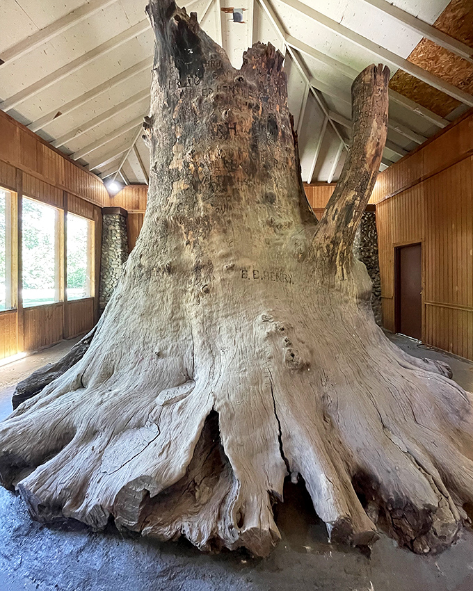The mighty Sycamore Stump stands like a wooden colossus, its 800-year-old rings telling stories that predate Columbus, Shakespeare, and even decent coffee.