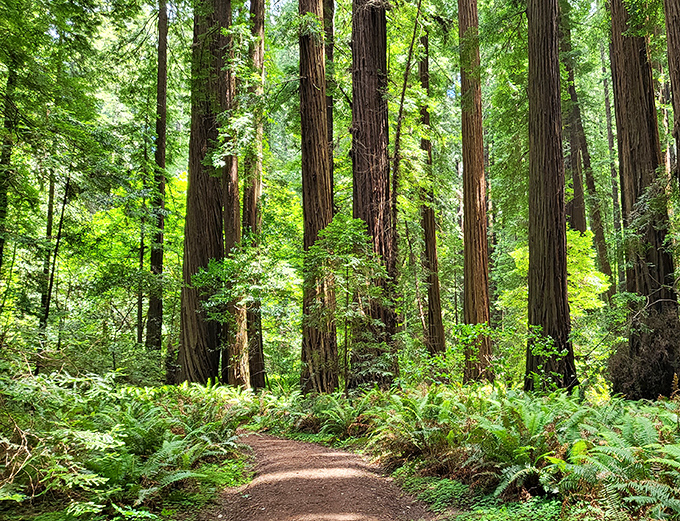 Walking this sun-dappled trail feels like entering nature's cathedral, where redwood columns soar skyward and ferns carpet the forest floor in emerald velvet.