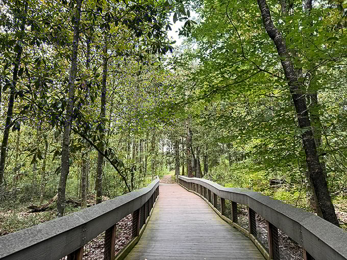 The boardwalk beckons like nature's red carpet, inviting you to discover what lies beyond the green curtain of Florida's unexpected wilderness.