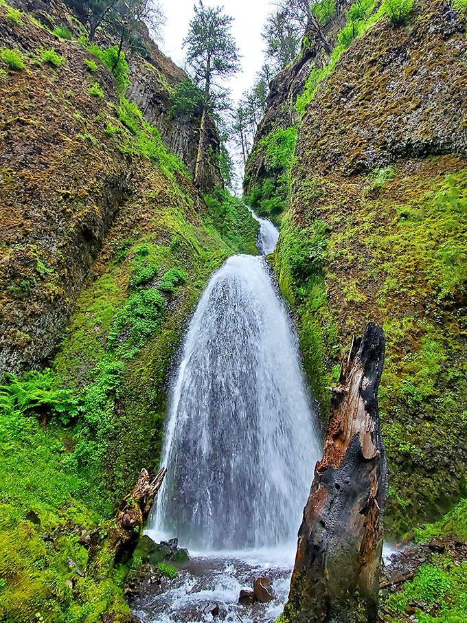 Nature's perfect cascade moment! Wahkeena Falls plunges dramatically between moss-covered cliffs, creating a scene straight out of a fantasy novel.