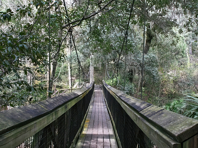 The suspension bridge beckons you into a world that feels more Pacific Northwest than Florida. Nature's invitation to adventure awaits.