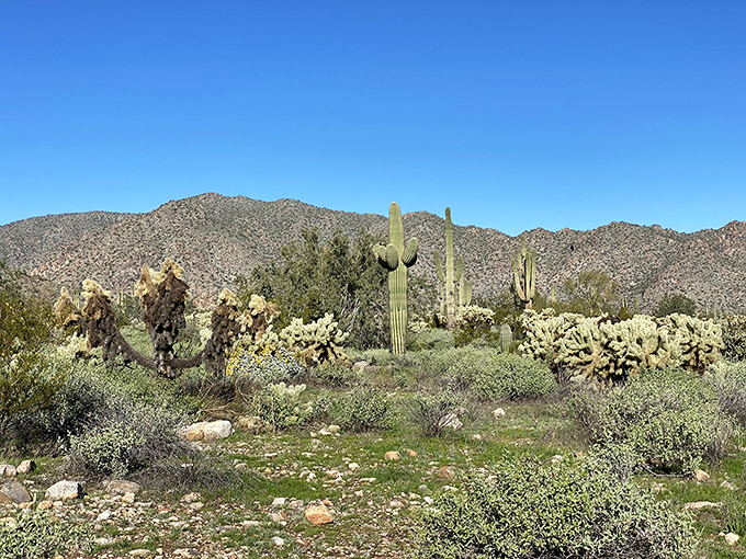 Nature's own masterpiece &ndash; towering saguaros stand like sentinels against the Estrella Mountains, reminding us that Mother Nature was the original landscape architect.