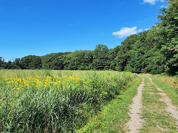 Nature's welcome mat: wildflowers and golden meadows line this trail, proving Pennsylvania knows how to make an entrance.