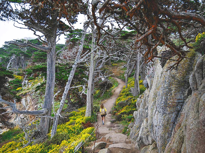Nature's own sculpture garden where twisted cypress trees frame the Pacific's endless blue canvas, creating a scene straight from a fantasy novel.