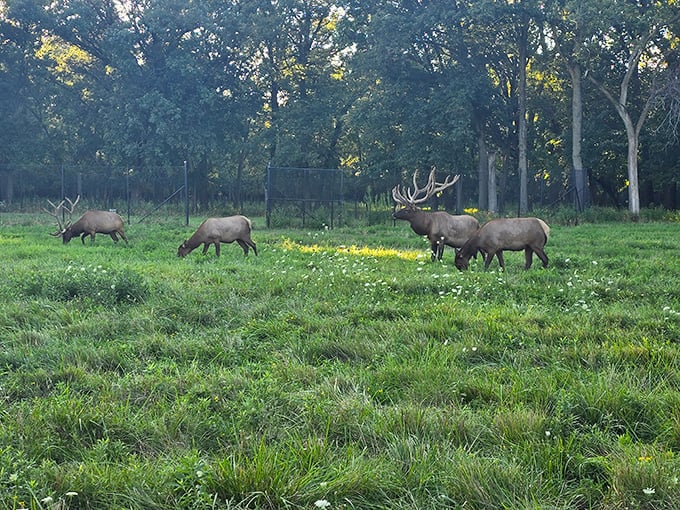Mother Nature's masterpiece just minutes from suburban driveways&mdash;Busse Woods' tranquil waters reflect clouds that seem painted specifically for this scene.