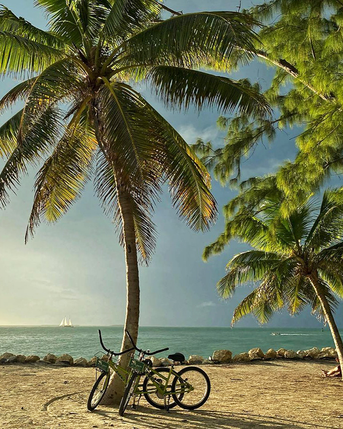 Paradise found: Two bicycles lean casually against a palm tree, as if taking a break to admire the sailboat drifting across the horizon.