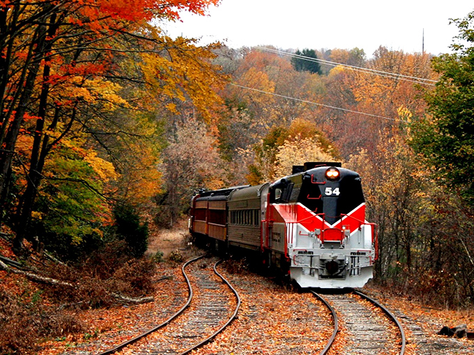 Nature's own fireworks display frames the distinctive red and black locomotive as it winds through Pennsylvania's autumn splendor. All aboard for leaf-peeping perfection!