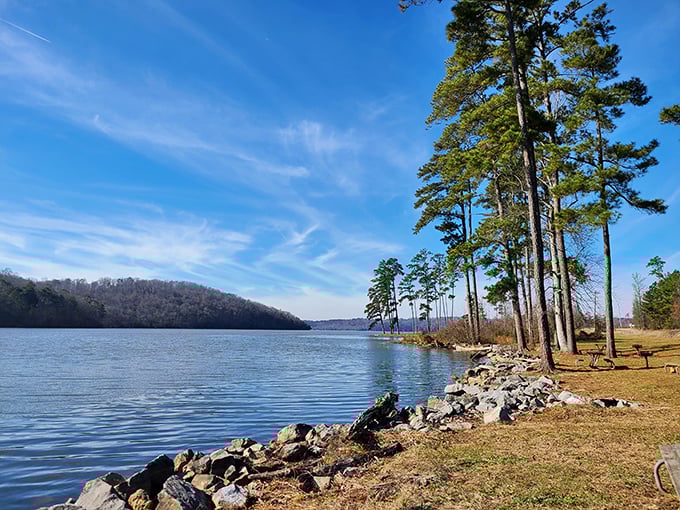Towering pines stand sentinel along Lake Guntersville's shore, where stress dissolves faster than morning mist on calm waters.