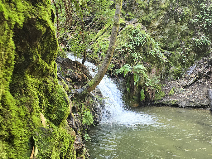 Ancient sentinels reaching skyward, these redwoods have witnessed centuries pass while we humans still struggle with self-checkout machines.