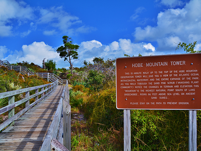 The boardwalk to Hobe Mountain Tower promises adventure with every wooden plank. Florida's version of a mountain hike comes with ocean views and zero altitude sickness.
