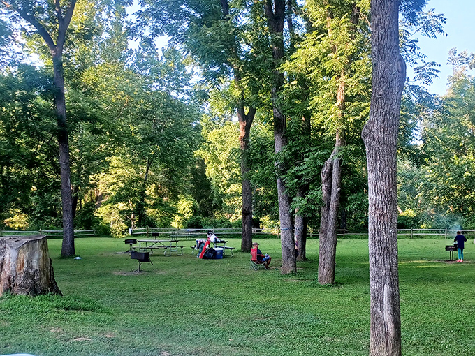 Towering trees create nature's perfect canopy over this peaceful picnic area. Stress doesn't stand a chance against this much green therapy.
