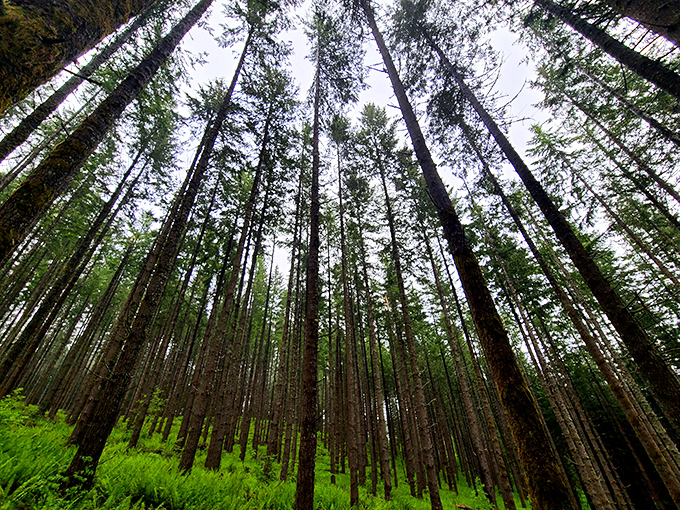 Looking up at these towering Douglas firs feels like nature's skyscrapers. Who needs meditation apps when you've got this vertical therapy session?