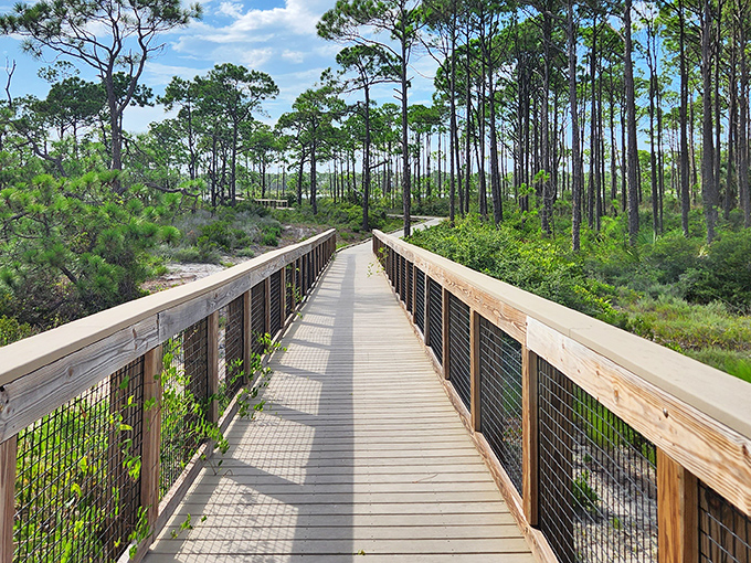 The boardwalk stretches before you like nature's red carpet, inviting exploration through a pristine pine forest that whispers Florida's ancient secrets.