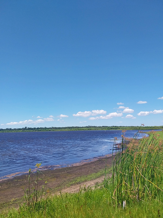 Florida's sky puts on its best blue performance above Myakka Lake, where the water mirrors the heavens and whispers, "No emails can reach you here."