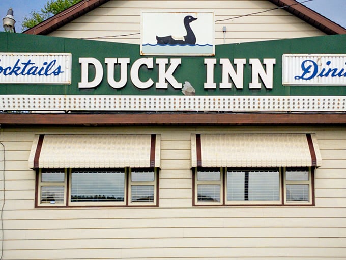 The iconic Duck Inn sign welcomes hungry travelers like a beacon of culinary hope. Wisconsin supper club perfection awaits beneath that charming swimming duck logo.