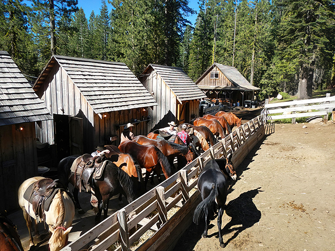 Horse country meets forest retreat. These trusty steeds are ready to take you on backcountry adventures where your cell phone becomes gloriously useless.