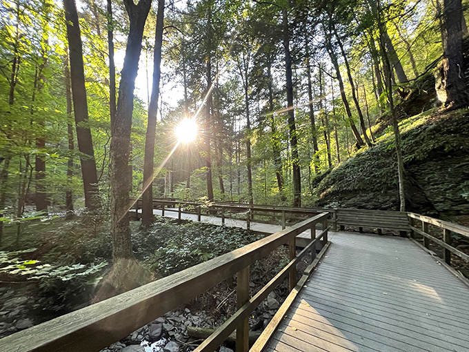 Sunlight pierces the forest canopy along Delaware Water Gap's accessible boardwalk trails, where nature's magic unfolds with every step.