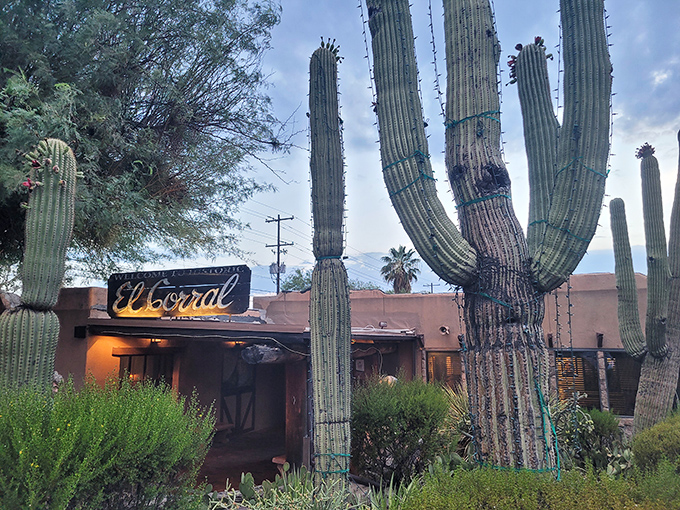 Saguaro sentinels stand guard over El Corral, where the adobe walls and neon sign promise authentic Southwestern dining experiences beneath the Arizona sky.