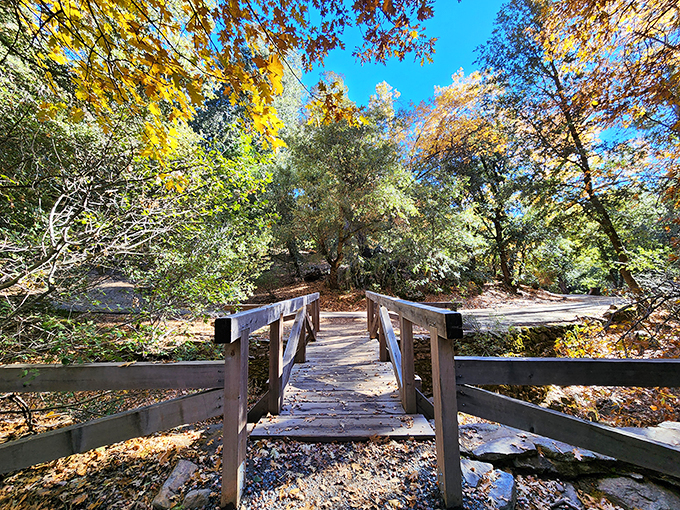 A wooden footbridge beckons you into the forest like a scene from a storybook. Fall colors create nature's confetti overhead while sunshine dapples the path ahead.