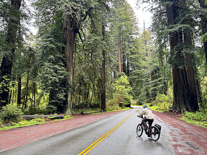 A lone cyclist finds solitude among the towering sentinels. In redwood country, even errands become epic journeys.