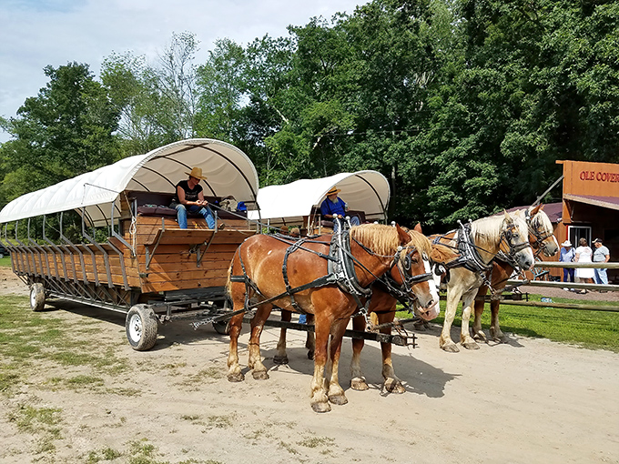 Majestic draft horses stand ready for adventure, their powerful frames and flowing manes a living connection to America's pioneering past.