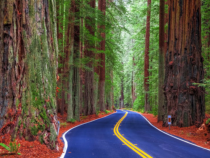 Nature's cathedral awaits on this winding blue ribbon through time. The redwoods stand sentinel, their massive trunks framing a journey through living history.