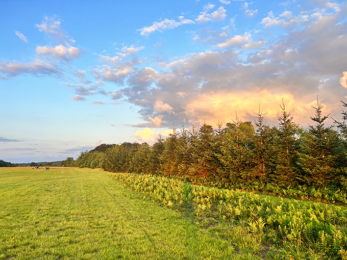 Nature's welcome mat unfurls at Cherry Springs, where towering trees stand like sentinels guarding the gateway to Pennsylvania's starry sanctuary.