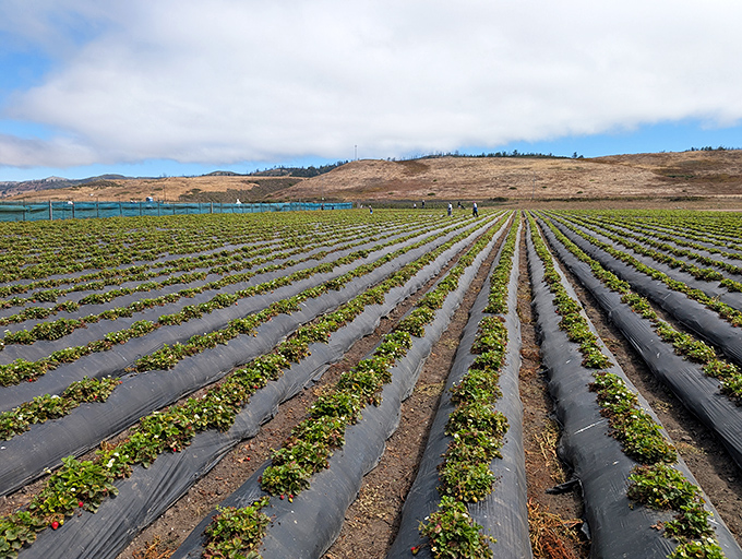 Rows of strawberry plants stretch toward the horizon like nature's red carpet. The California coast's perfect microclimate creates berry perfection.