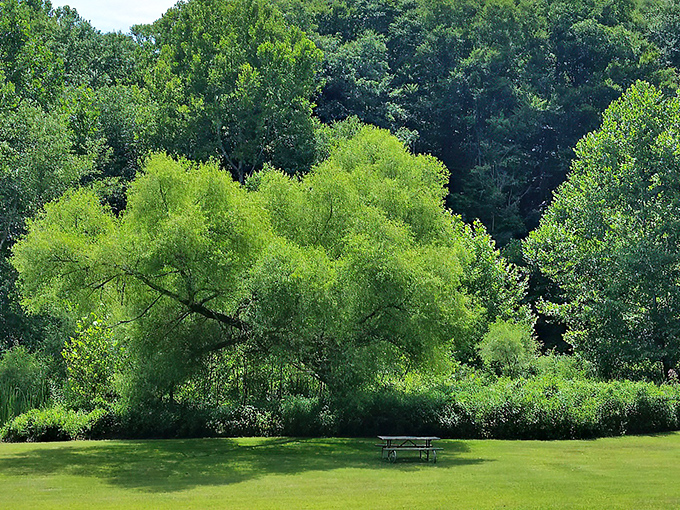 A lone picnic table beneath a canopy of willows – nature's dining room where the only reservation needed is your sense of wonder.