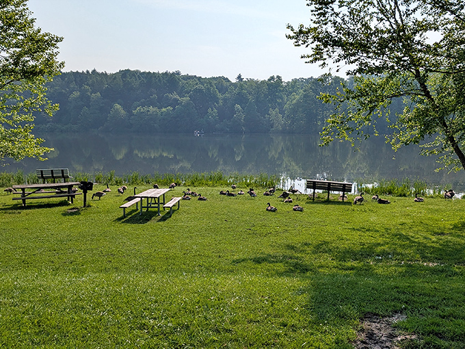 Geese holding their morning committee meeting by the lake. They've voted unanimously that humans should bring more bread.