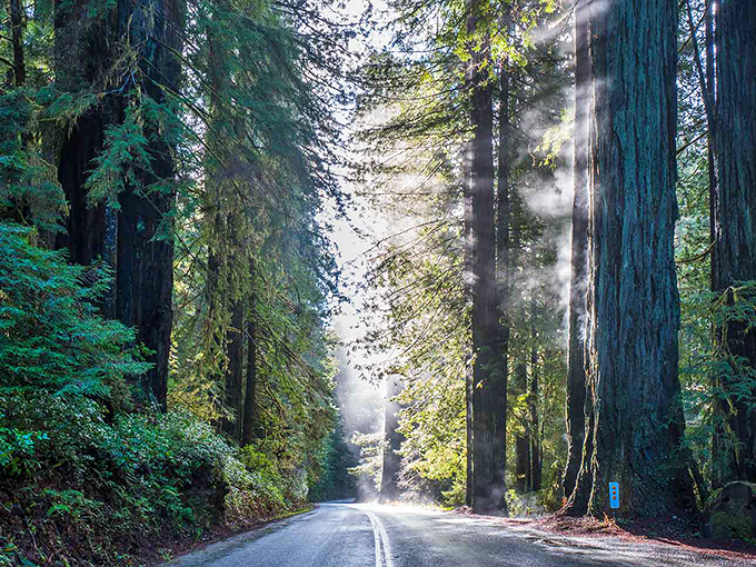 Sunbeams slice through ancient giants, creating nature's own cathedral ceiling. The road ahead promises adventures worthy of a Tolkien novel.