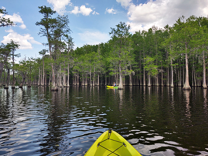 Nature's cathedral: cypress trees create an otherworldly forest rising from glassy waters, their knobby knees like nature's own art installation.