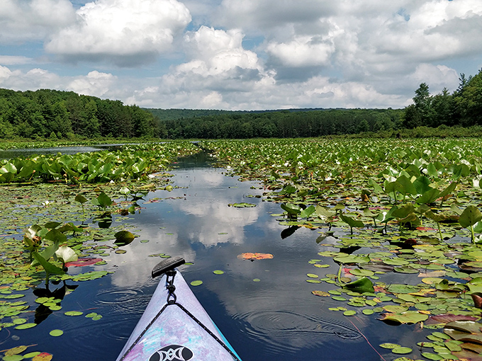 Nature's own water lily highway! Kayaking through these floating gardens feels like gliding through a Monet painting come to life. 