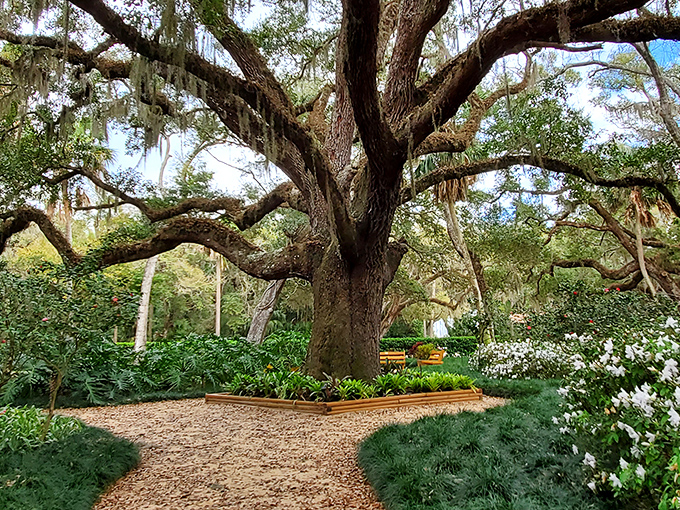 Where time stands still: This ancient oak, draped in Spanish moss, has witnessed centuries of Florida history while creating the perfect shady retreat.