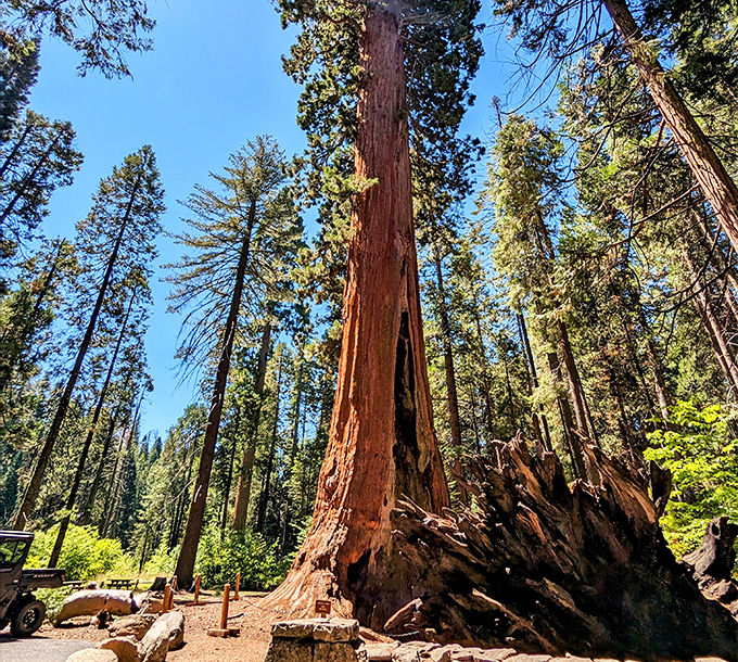 Nature's skyscrapers reach for the heavens, making your neck ache in the best possible way. These ancient giants have been social distancing since before it was cool.