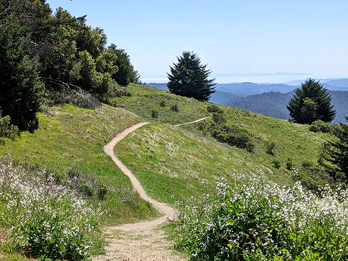 Nature's winding invitation beckons you forward. This trail through Castle Rock's meadows promises adventures that Instagram filters couldn't possibly improve.