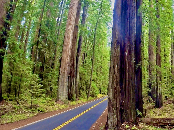 Nature's cathedral: Avenue of the Giants offers a drive unlike any other, where sunlight filters through ancient sentinels creating a stained-glass effect on the pavement.