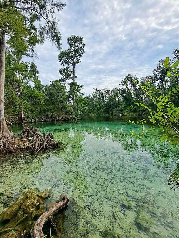 The impossible blue of Madison Blue Spring looks like Mother Nature's attempt at creating the world's most perfect swimming pool.